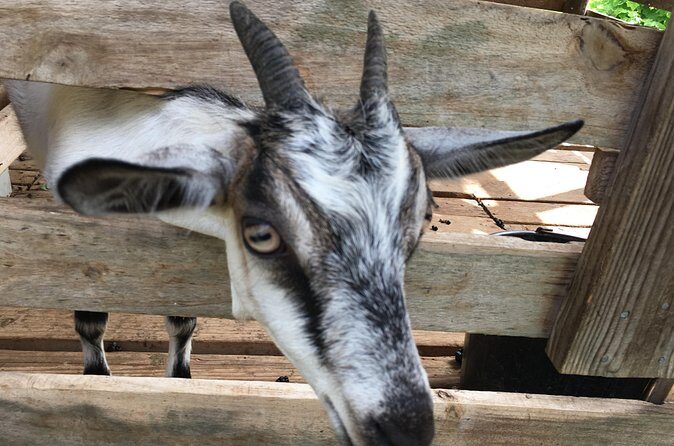 Grenada in a Nutshell- Deluxe Island Tour - The Sum Up