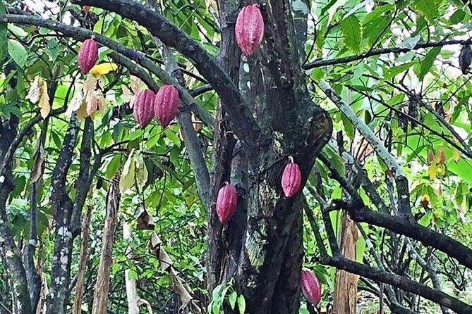 Grenada Spice Gardens, Rum & Chocolate Tour (Full/Half Day) - FAQ