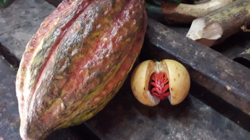 Grenada: Spice Island Expedition. - Key Points