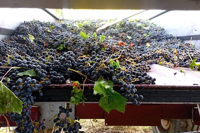 Greve in Chianti Wine Tasting and Winery Tour - Savoring the Winerys Organic Offerings