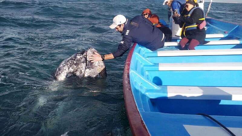 Grey Whale Watching at Mag Bay From Loreto - An In-Depth Look at the Mag Bay Whale-Watching Tour