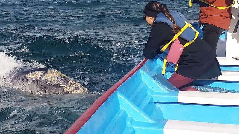 Grey Whale Watching at Mag Bay From Loreto - Final Thoughts: Is This Tour Right for You?