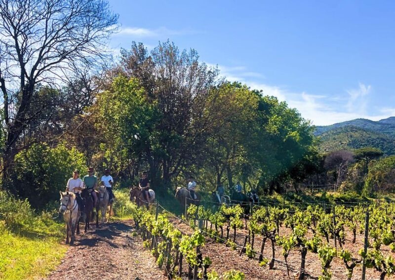 Grimaud: Horseback Riding & Wine Tasting in Maures Forest - The Experience: What to Expect from Start to Finish