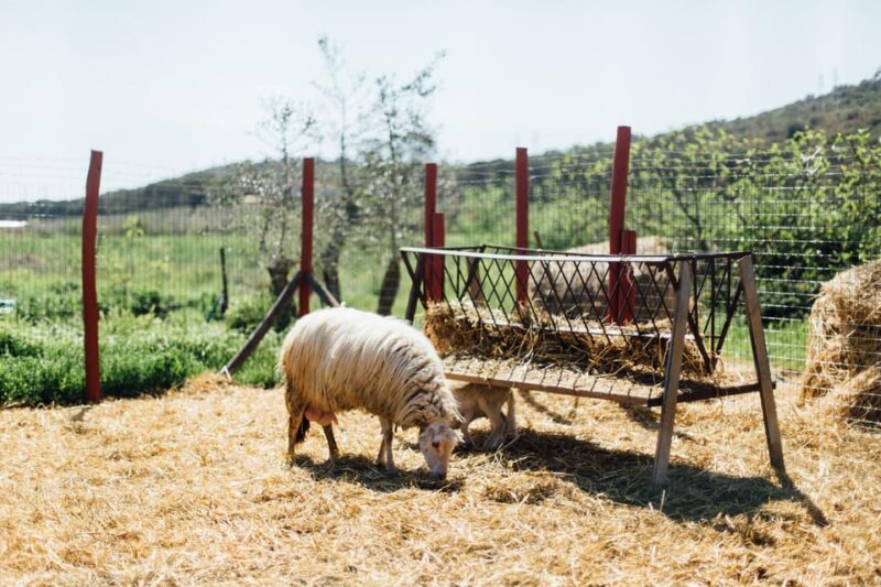 Grosseto: visit the family farm with tasting of local food - Who Is This Tour Best For?