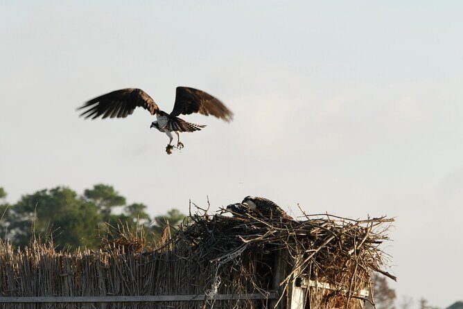 Group Boat Tours of Chincoteague & Assateague - Wild Ponies - Frequently Asked Questions