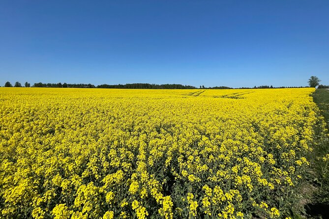 Group Day Trip From Riga to Hill of Crosses - 5 Hour Day Tour! - Key Points