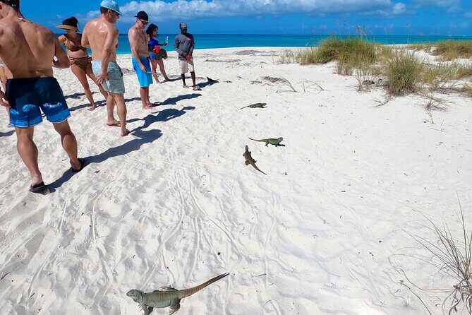 Group Reef, Beach and Sandbar Tour from Providenciales - The Authentic Beach and Wildlife Experience