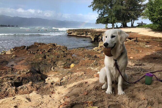 Group Surf Lessons for beginners on the North Shore of Oahu - Final Thoughts