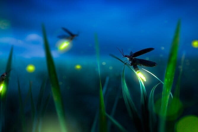 Group Tour: Kuala Selangor Firefly Blinking's including Dinner - An In-Depth Look at the Kuala Selangor Firefly Tour
