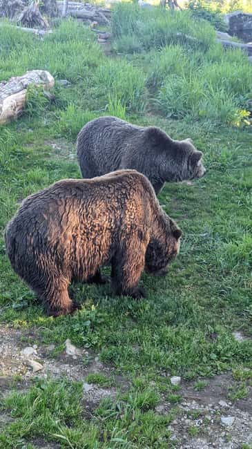 Grouse Mnt+StanleyPark+Hatchery+Cleveland Dam+LynnCanyonTOUR - A Tour of Vancouver’s Natural Highlights