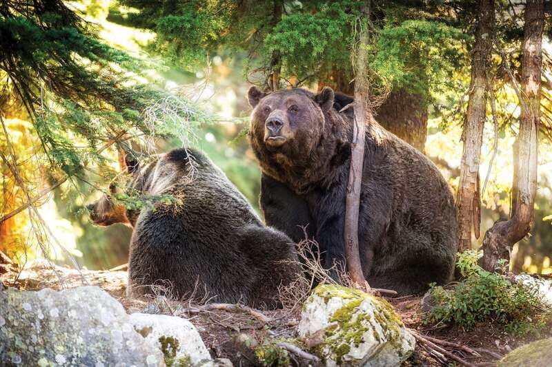 Grouse Mountain Skyride Admission Ticket - Wildlife and Educational Encounters