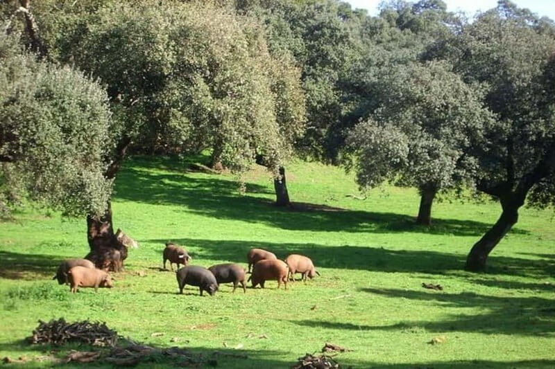 Gruta de las Maravillas (Cave of Wonders) and Ham Museum of Aracena - Who Would Love This Tour?