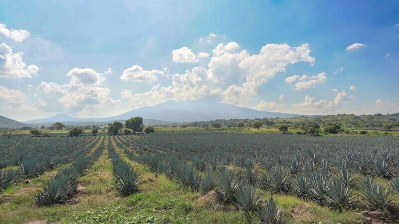 Guadalajara: Premium Tequila Tour with Tastings and Pairings - Who Will Love This Tour?