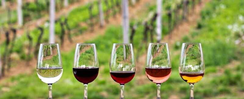 Guadalupe Valley: Complete Wine Route - Final Thoughts