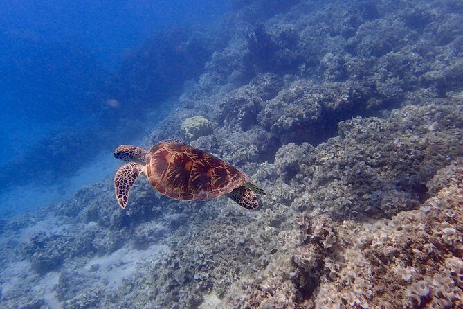 Guam's Best Beach Diving! Beginner and Advanced Dives - Who Will Love This Tour?
