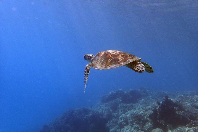 Guam's Best Beach Diving! Beginner and Advanced Dives - FAQs
