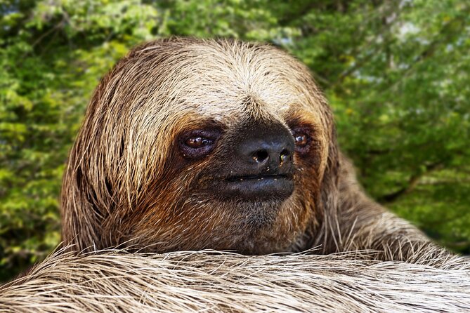 Guanacaste Rainforest Safari With Meal - Key Points