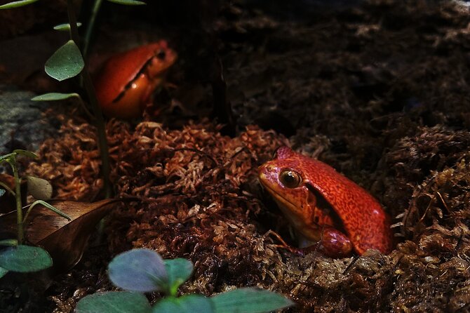 Guanacaste Rainforest Safari With Meal - Local Cuisine and Dining