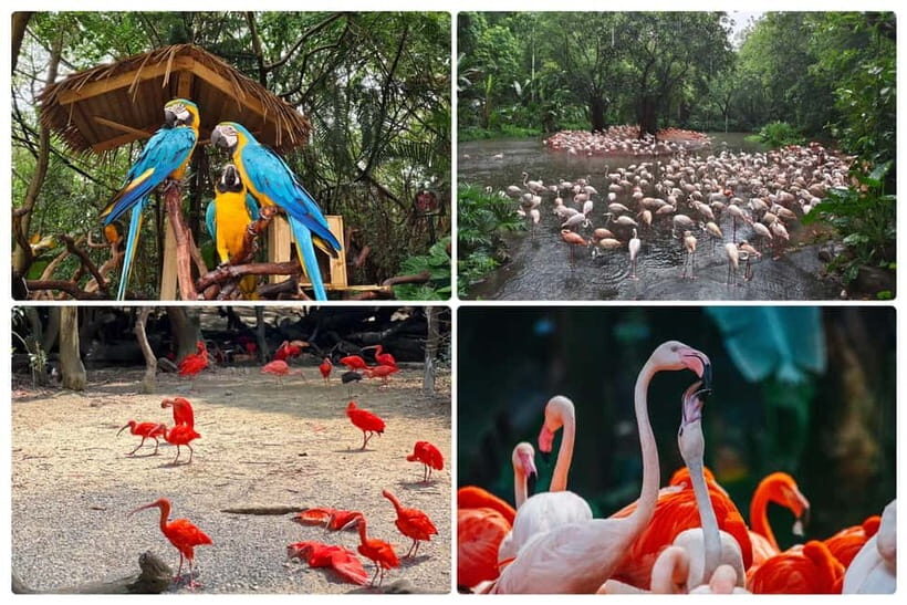 Guangzhou Chimelong: Safari Park/Paradise - Key Points