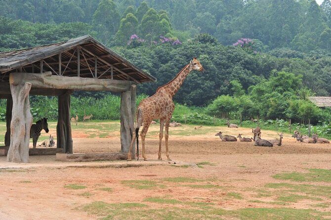 Guangzhou Chimelong Safari Park Private Guided Tour - An In-Depth Look at the Guangzhou Chimelong Safari Park Guided Tour