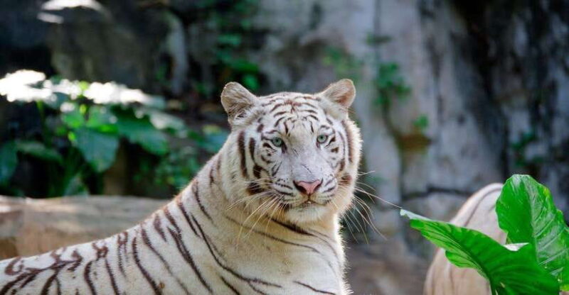 Guangzhou Chimelong Safari Park Ticket - Key Points