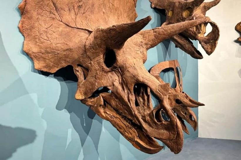 Guangzhou: Grandview Museum of Nature Science Ticket - Key Points