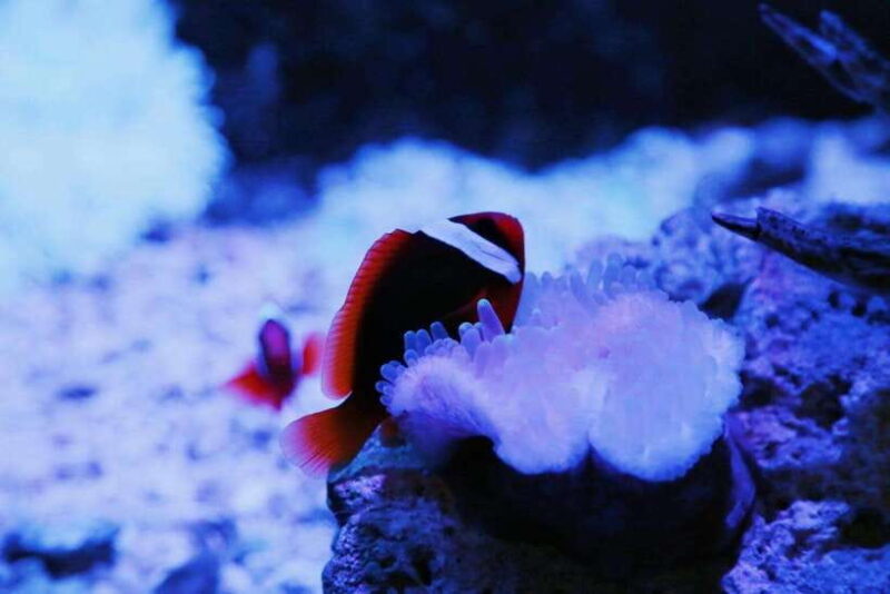 Guangzhou: Grandview Plaza Polar Ocean World Entry Ticket - What To Expect: A Closer Look at the Experience