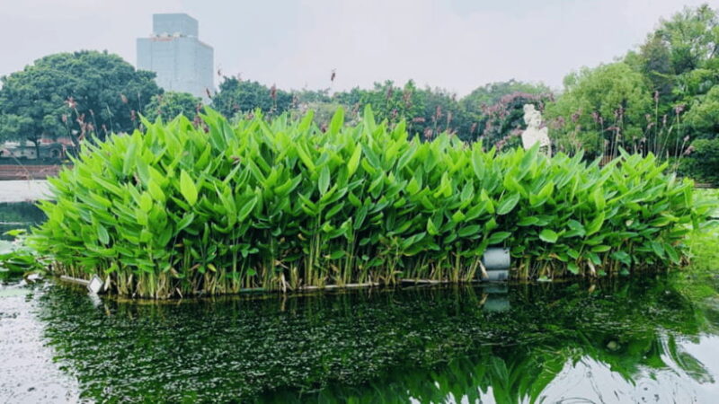 Guangzhou: Lychee Bay River Cruise - What Makes This Tour Stand Out