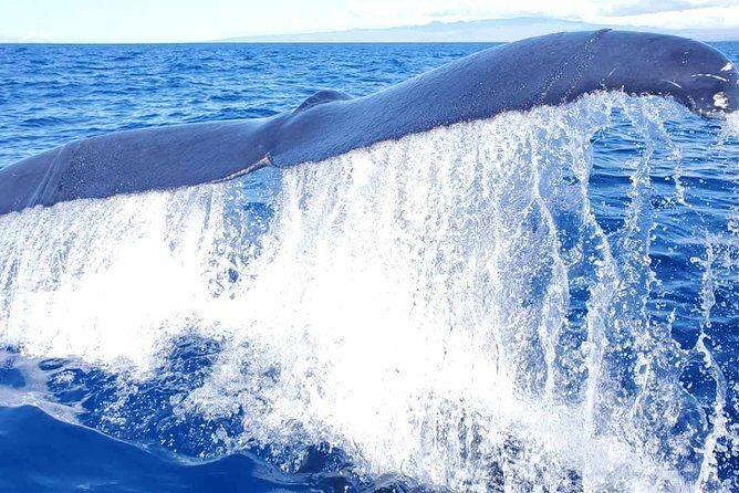 Guaranteed Whale Watch in Kona - Who Will Love This Tour?
