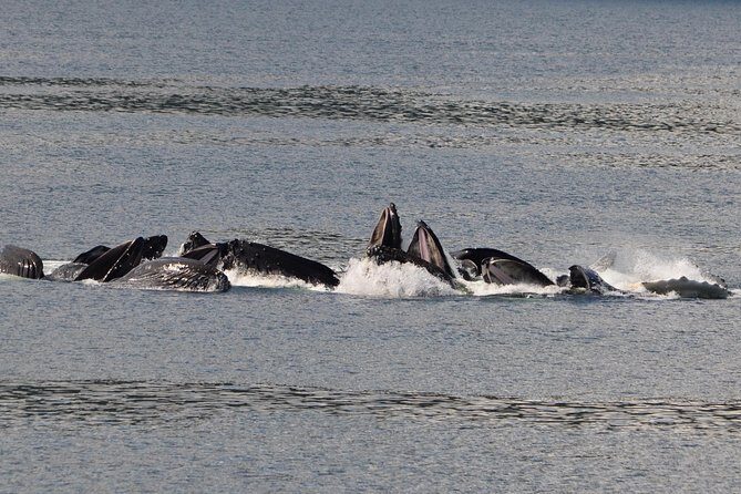 Guaranteed Whale Watching Adventure - An Introduction to the Tour and Its Appeal