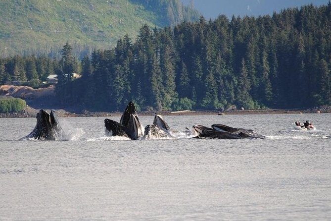 Guaranteed Whale Watching Adventure - Stop 2: Point Adolphus (Approximate Duration: 30 minutes)