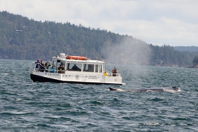 Guaranteed Whale Watching Tour - A Deep Dive into the Guaranteed Whale Watching Tour in the San Juan Islands