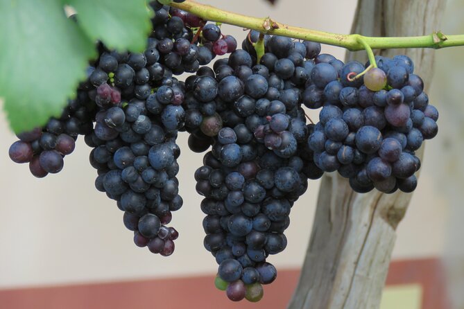 Guided 4x4 Adventure and Skywalk with Wine and Tapas in Madeira - Final Words