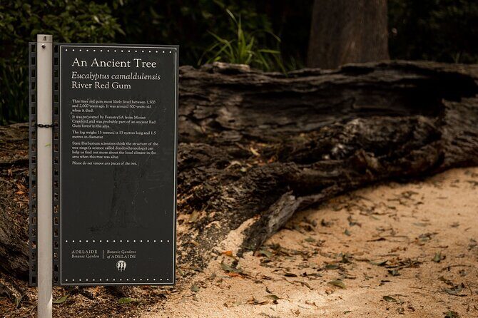 Guided Aboriginal Cultural Tour of Adelaide Botanic Garden - The Itinerary — What to Expect