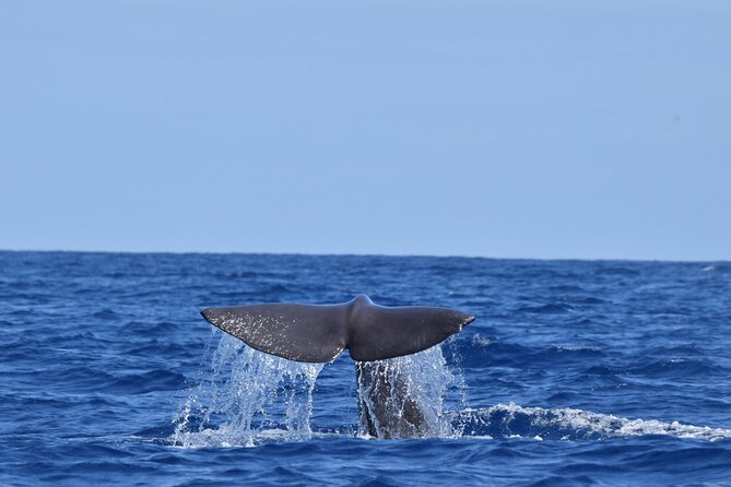 Guided activity in the Heart of Azores with whales and dolphins - The Sum Up