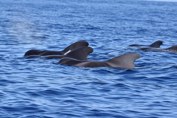 Guided activity in the Heart of Azores with whales and dolphins - FAQ
