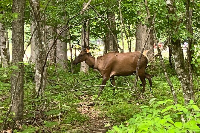 Guided Art Adventure Hikes in Great Smoky Mountains Natl Park - Final Thoughts