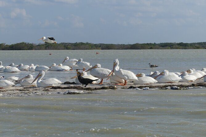 Guided Bird Watching Private Tour in Rio Lagartos from Tulum - Introduction: The Allure of Rio Lagartos Birding