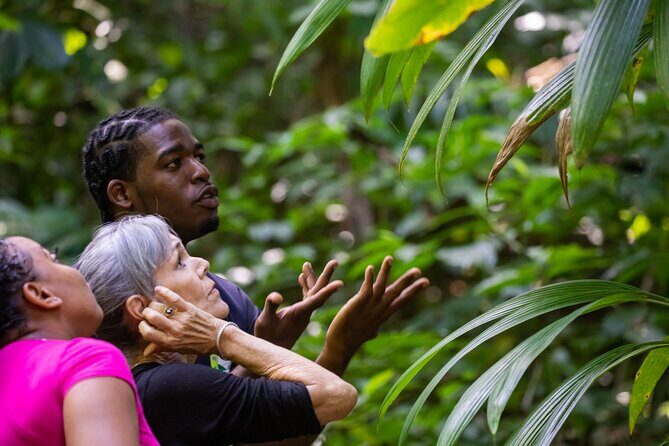 Guided Birdwatching Castries Waterworks Forest Reserve, St Lucia - Frequently Asked Questions