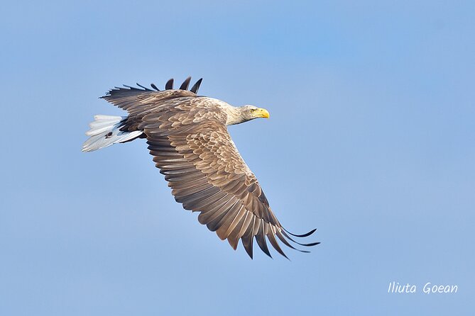Guided Birdwatching Day Trip to the Danube Delta - Private Program - Meeting Point and Day Trip Logistics