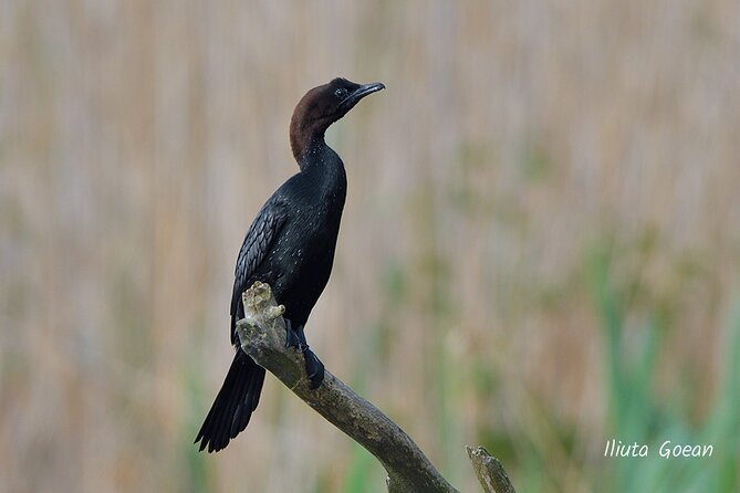 Guided Birdwatching Day Trip to the Danube Delta - Private Program - Why Choose Our Private Birdwatching Program?