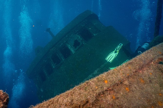 Guided Boat Dives for Certified Divers - Encountering Diverse Marine Life