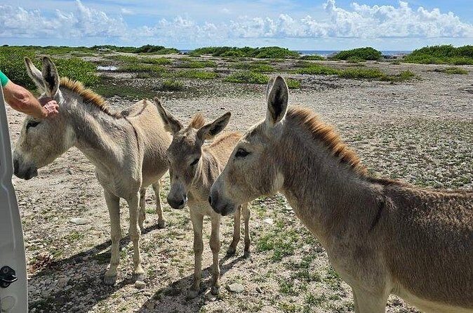 Guided Bonaire North and South Tour - FAQ