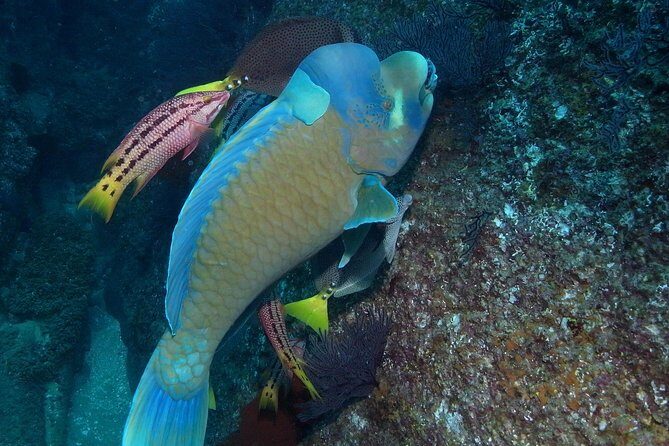 Guided by Divemaster, Cabo San Lucas short Snorkeling Tour MANTA - The Value for Money