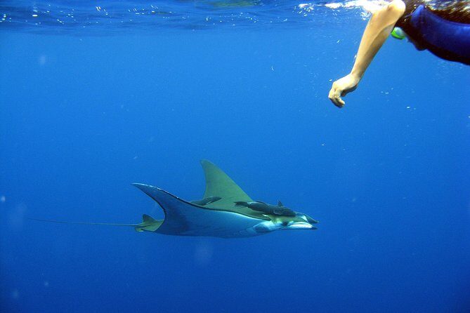 Guided by Divemaster, Cabo San Lucas short Snorkeling Tour MANTA - The Sum Up