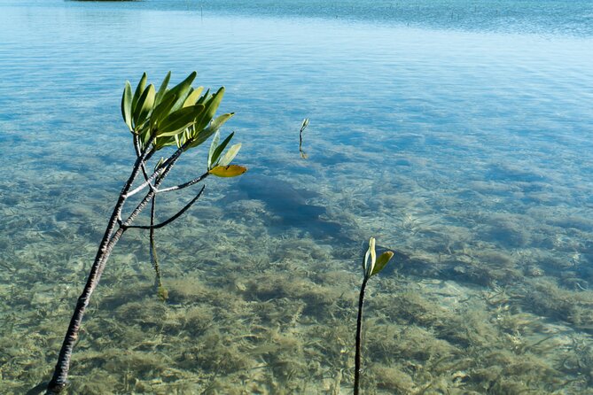 Guided Clear Kayak Eco-Tour Near Key West - FAQ