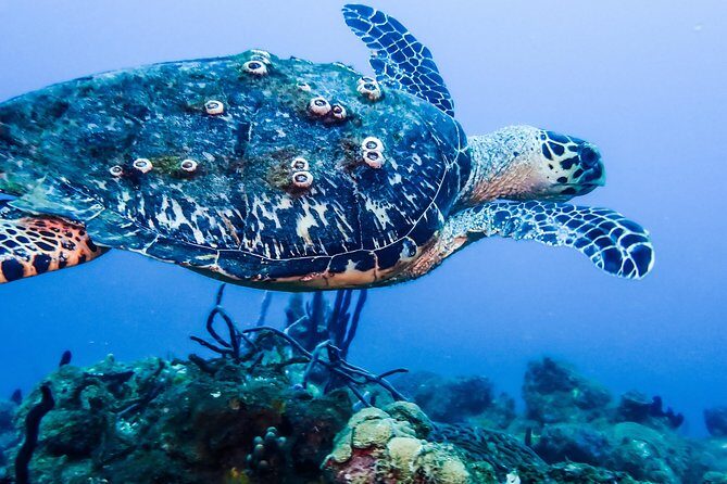 Guided Coral Reef Scuba Tour / 1 tank (Certified Divers Only) - Finding the Perfect Underwater Experience in Rincon