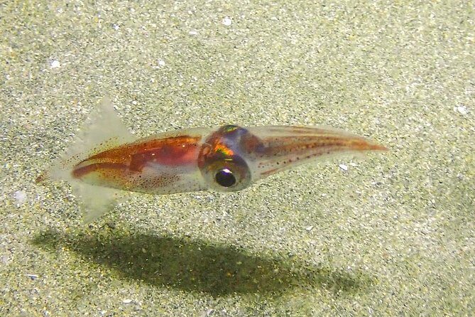 Guided Coral Reef Scuba Tour / 1 tank (Certified Divers Only) - The Sum Up: Why This Tour Is Worth Your Time