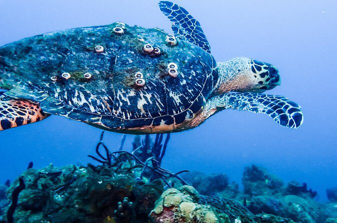 Guided Coral Reef Scuba Tour / 1 tank (Certified Divers Only) - Frequently Asked Questions