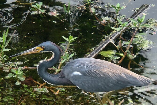 Guided Crystal River Manatee Snorkeling Tour - Key Points